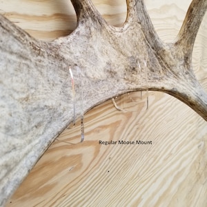 Acrylic Invisible Moose Paddle Wall Mount Display. Antler Not Included ...