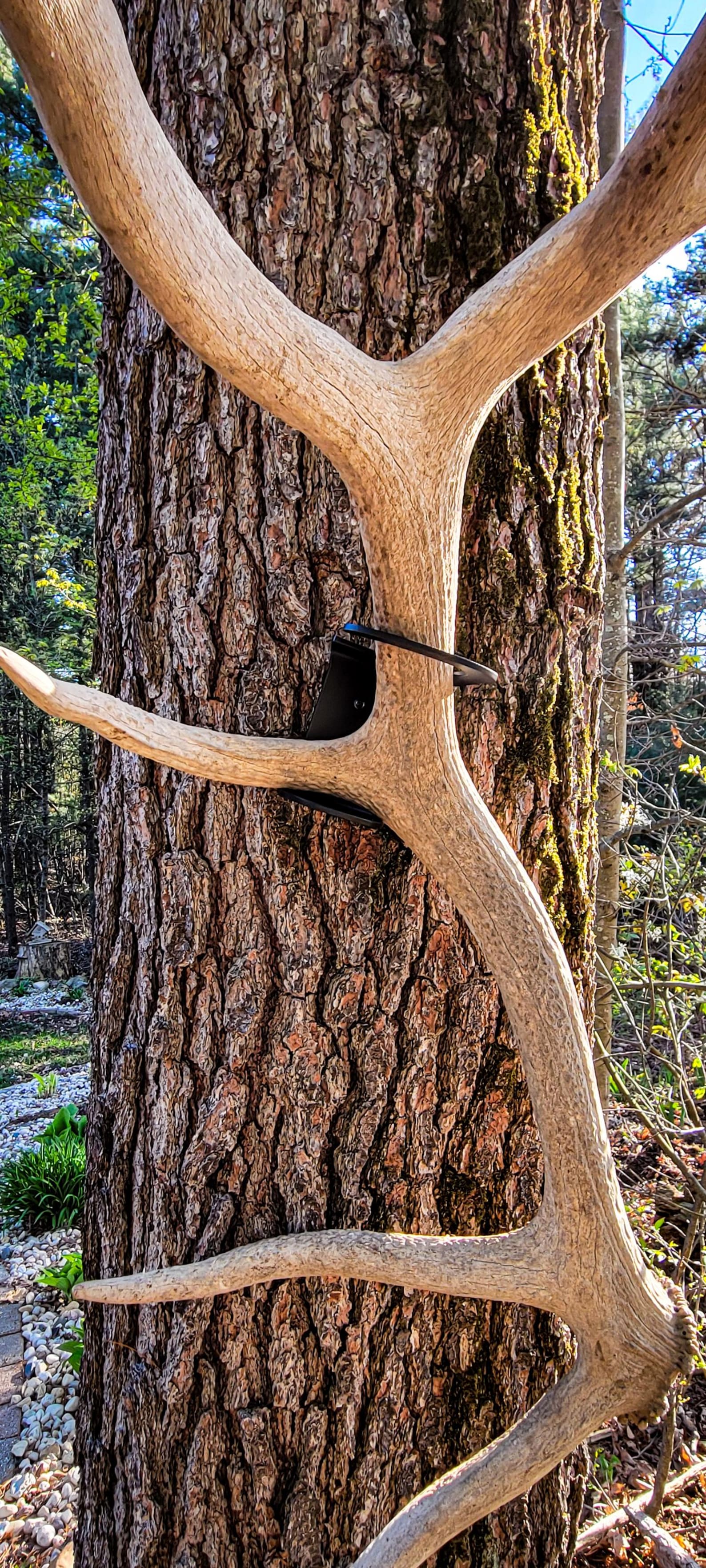 Metal EXTRA Large Elk Shed Antler Wall Mount Display. Antler Not ...