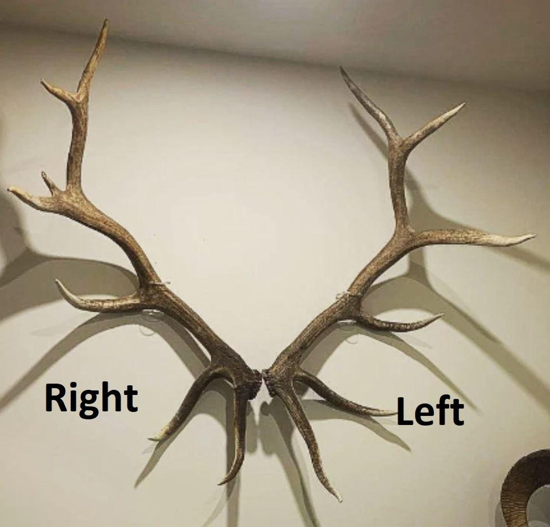 Acrylic Invisible Elk Shed Antler Wall Mount Display. Antler Not ...