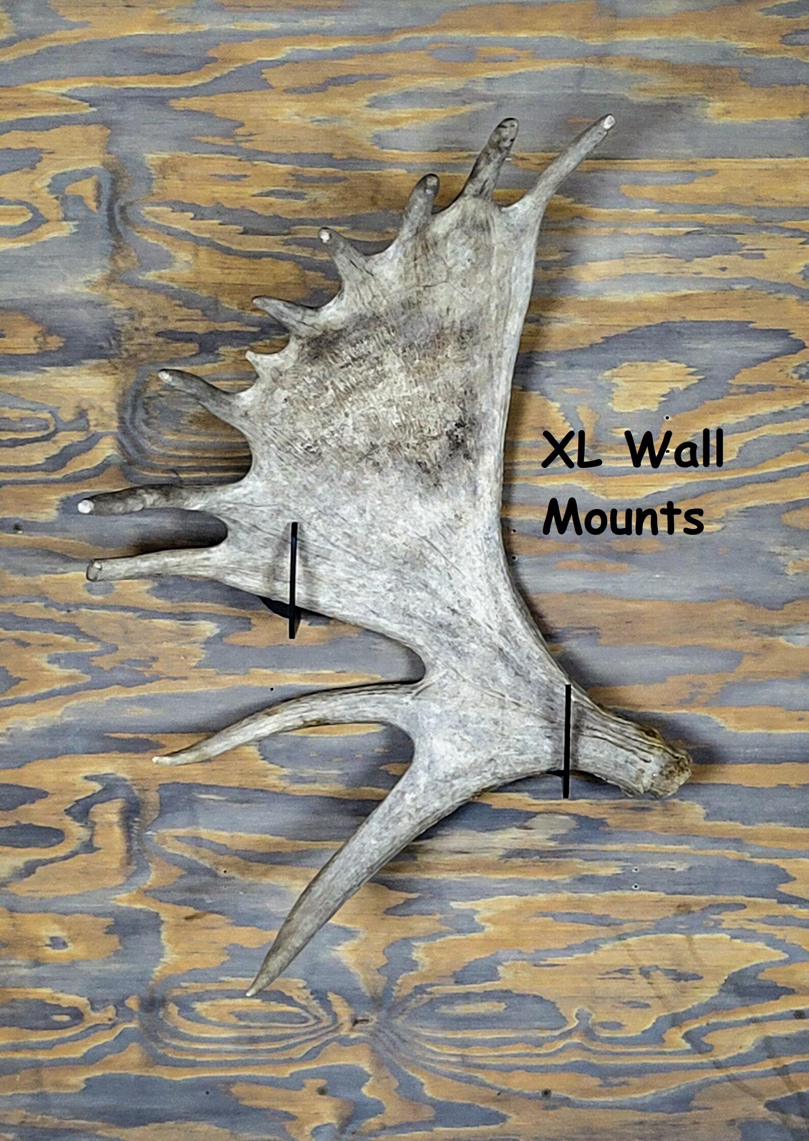 Metal Moose Shed Antler Wall Mount Display. Antler Not Included - Etsy