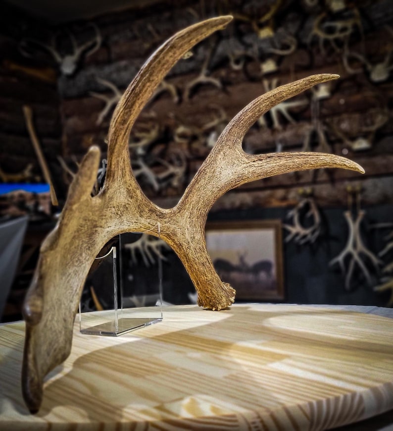 JUMBO Invisible Shed Antler STAND - Antler is Not for Sale - Etsy