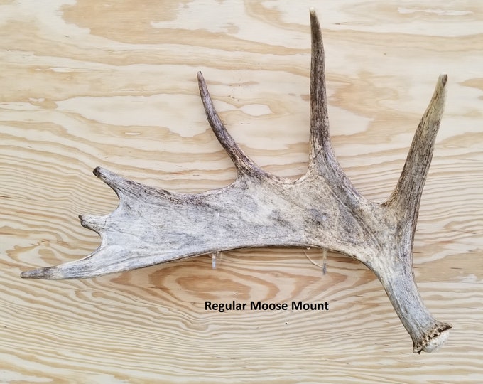 Elk/moose Shed Antler Mount Hanger Antlers Not Included - Etsy