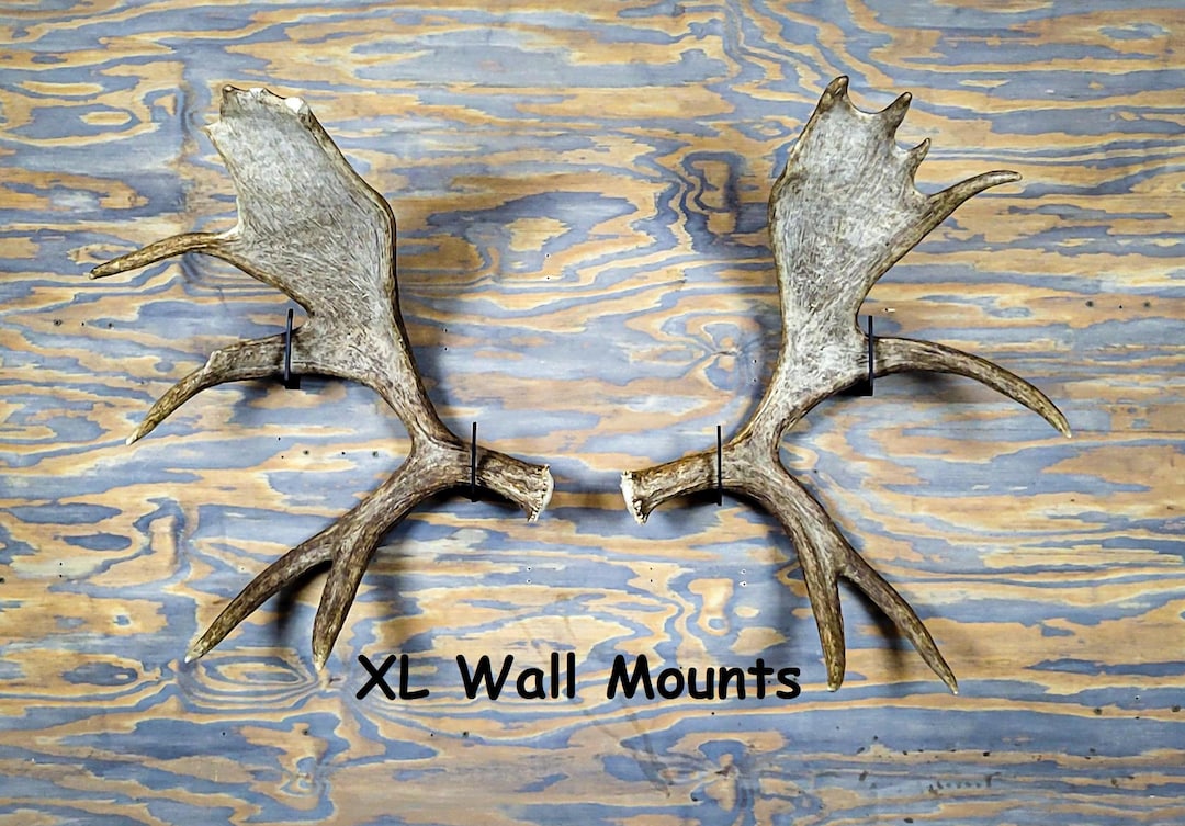 Metal Moose Shed Antler Wall Mount Display - Etsy
