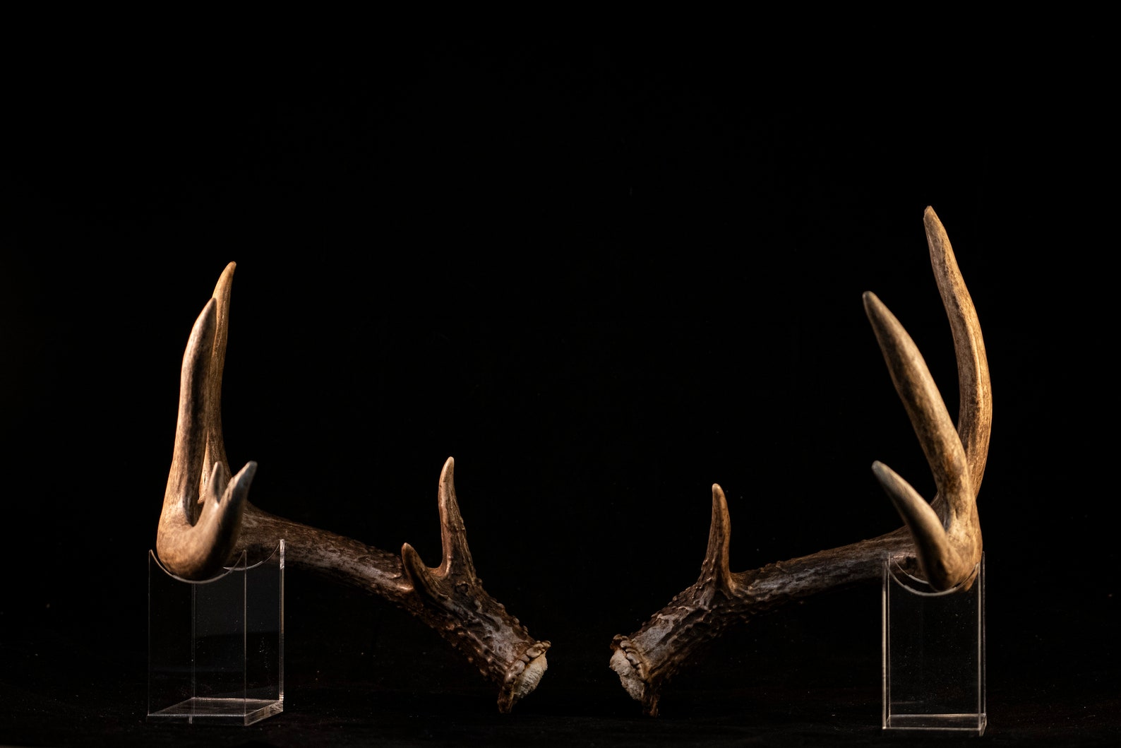 Smaller Size Invisible Shed Antler Stand (coues Deer) Display - Etsy