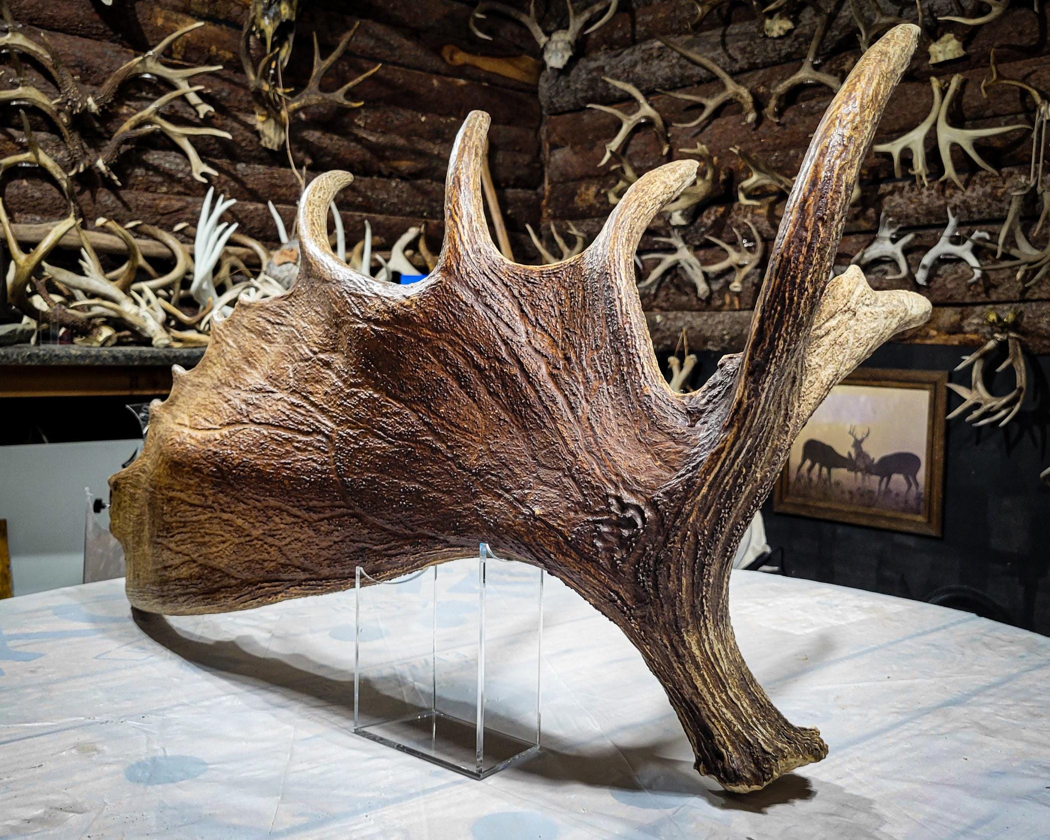 JUMBO Invisible Shed Antler STAND - Antler is Not for Sale - Etsy