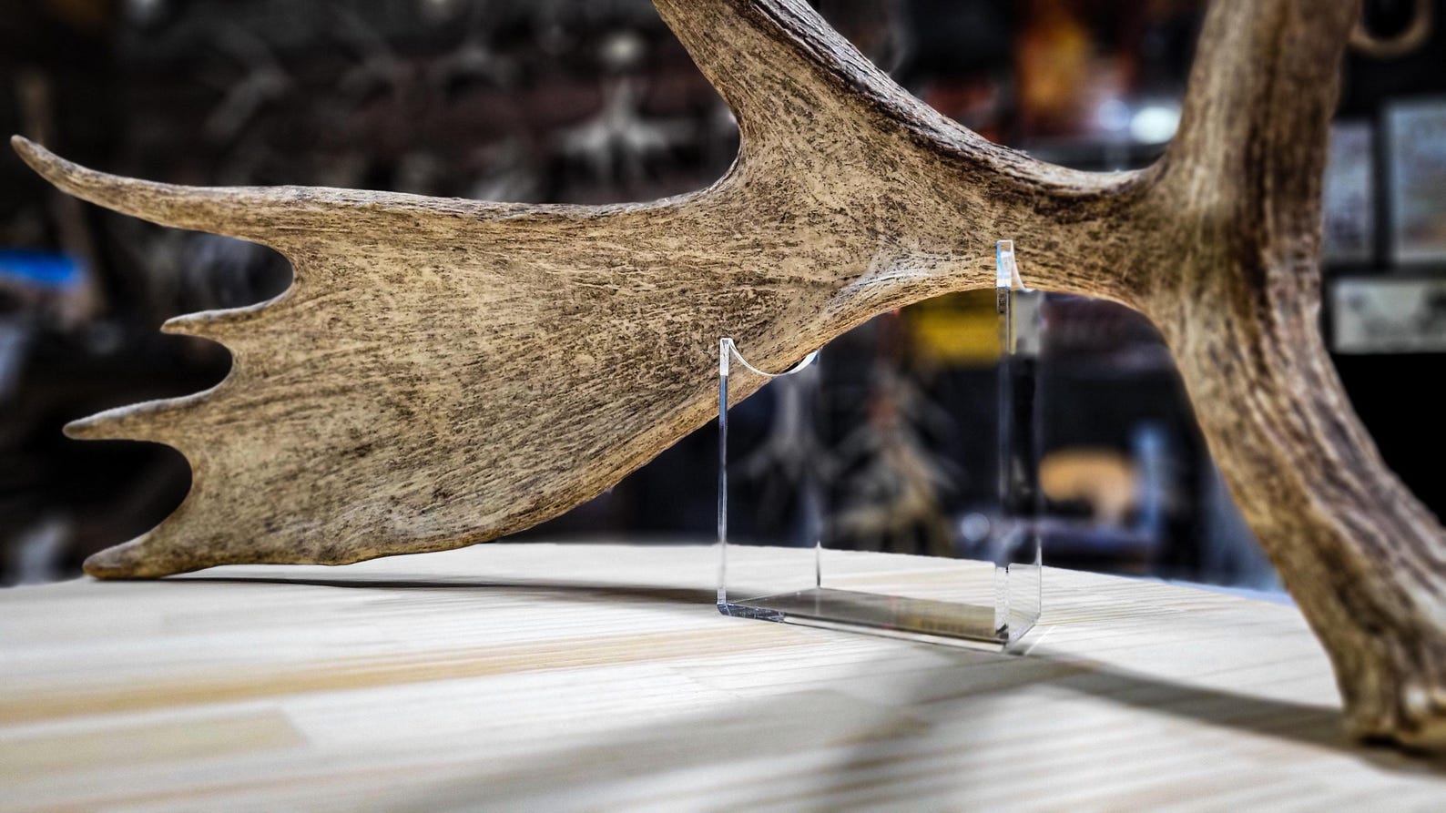 JUMBO Invisible Shed Antler STAND - Antler is Not for Sale - Etsy