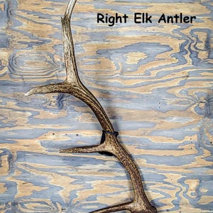 Metal Elk Shed Antler Wall Mount Display. Antler Not Included - Etsy
