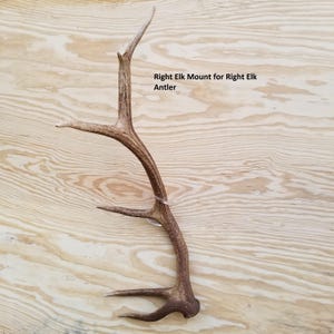 Acrylic Invisible Elk Shed Antler Wall Mount Display. Antler Not ...