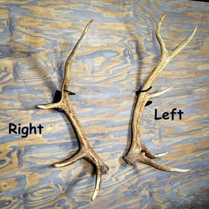 Metal Elk Shed Antler Wall Mount Display. Antler Not Included - Etsy
