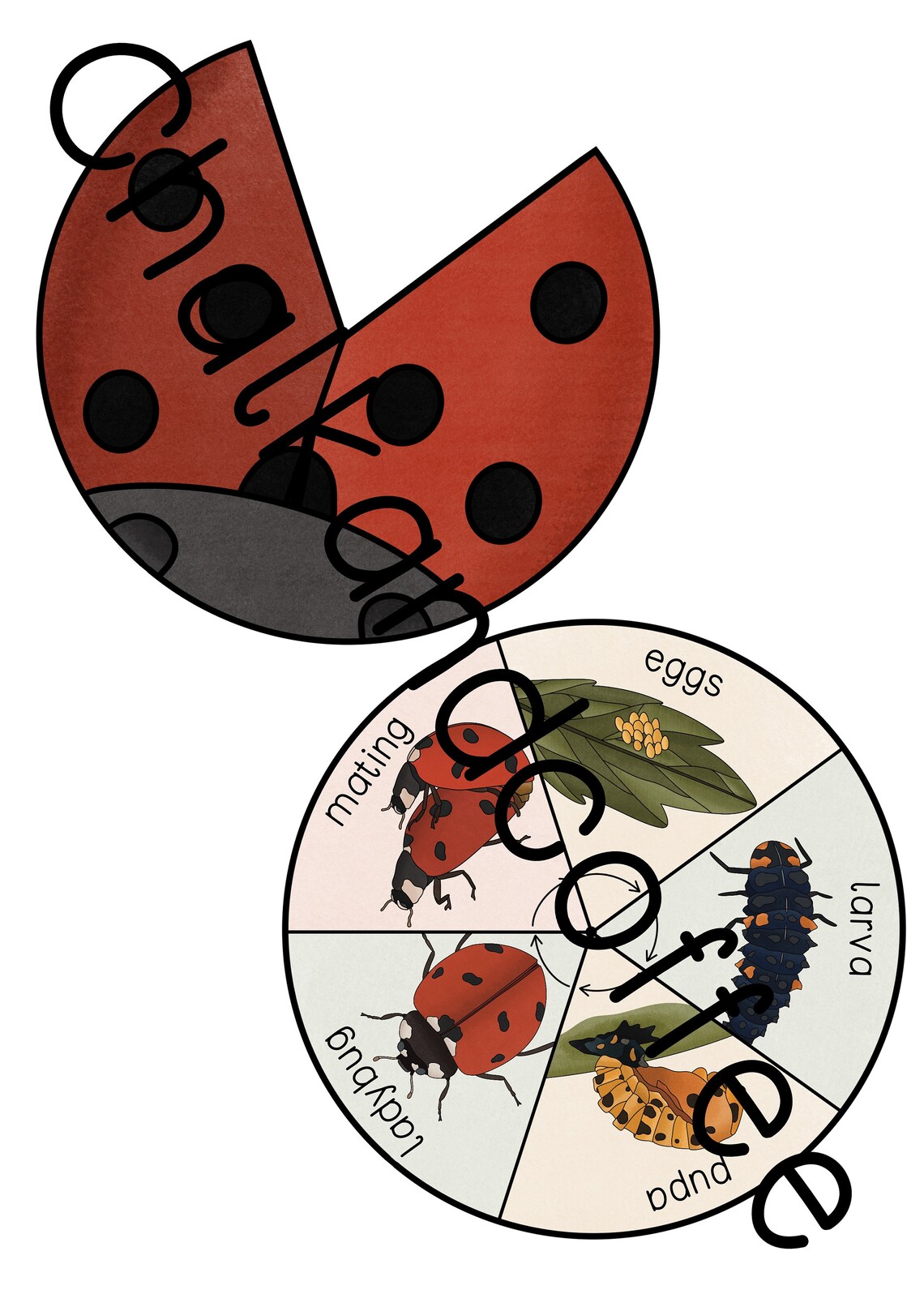 Ladybug Wheel Printable Life Cycle of Ladybug Preschool Craft ...