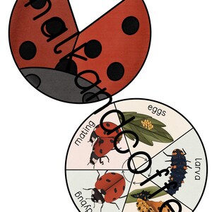 Ladybug Wheel Printable Life Cycle of Ladybug Preschool Craft ...