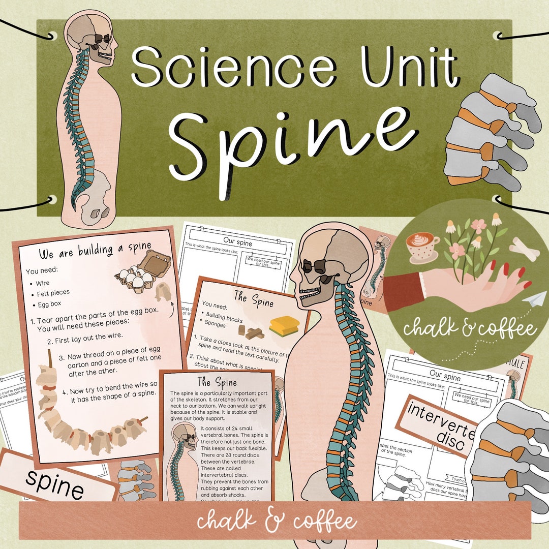Spine Science Unit Worksheets, Experiments, Crafts Human Body Resource ...