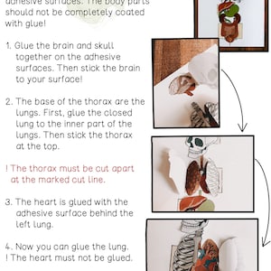 Organs Model - Lift the Flap Human Body Life Size Model - Science ...
