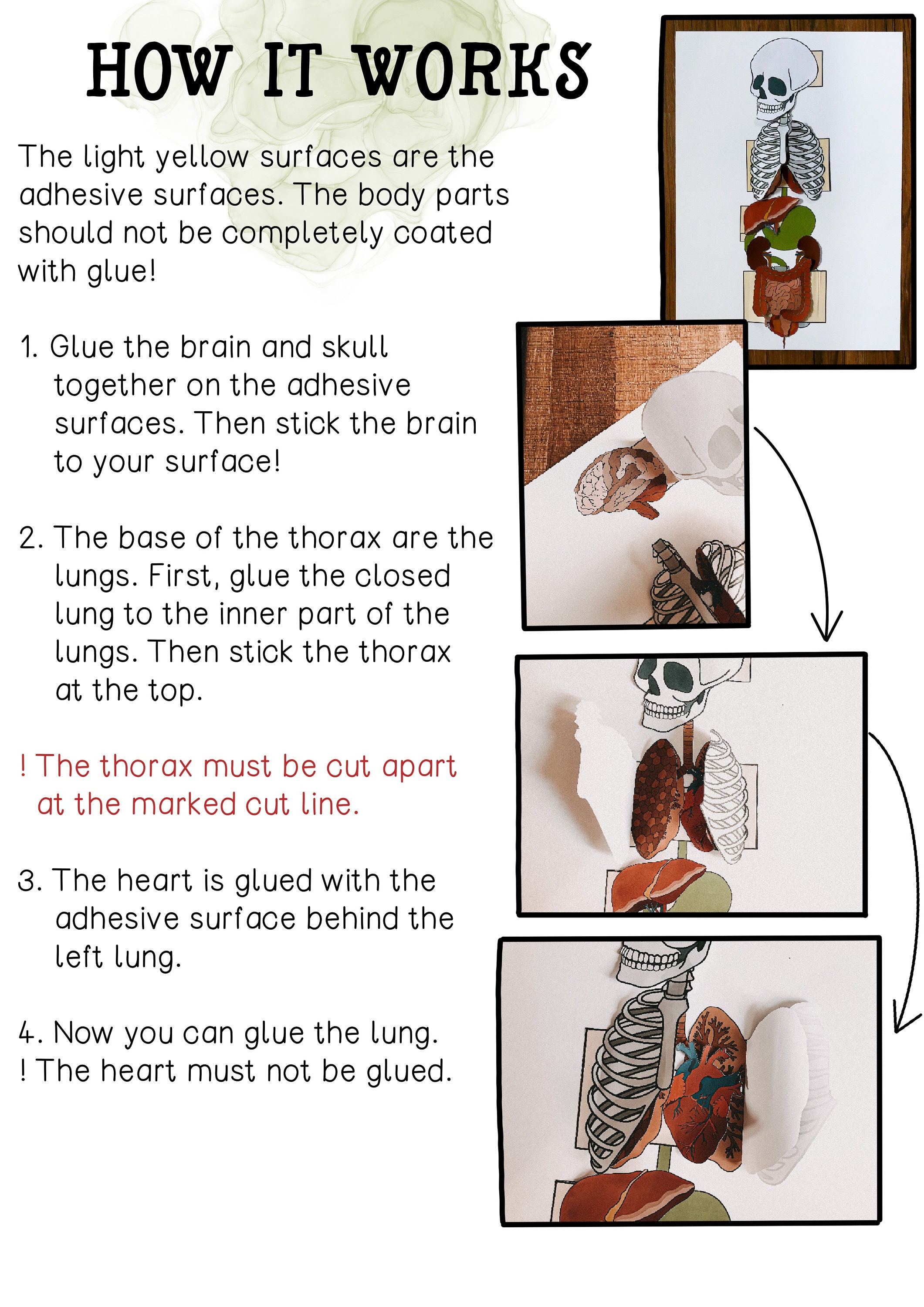 Organs Model - Lift the Flap Human Body Life Size Model - Science ...