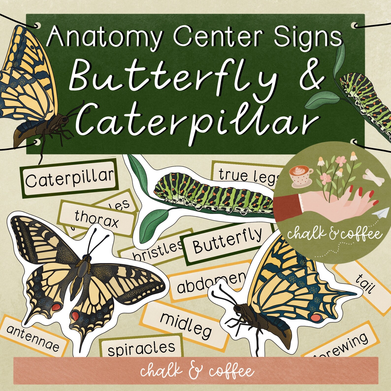 Butterfly & Caterpillar ANATOMY - Center Signs - Parts of a Butterfly ...