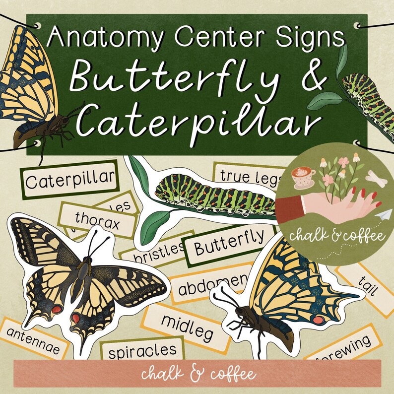Butterfly & Caterpillar ANATOMY - Center Signs - Parts of a Butterfly ...