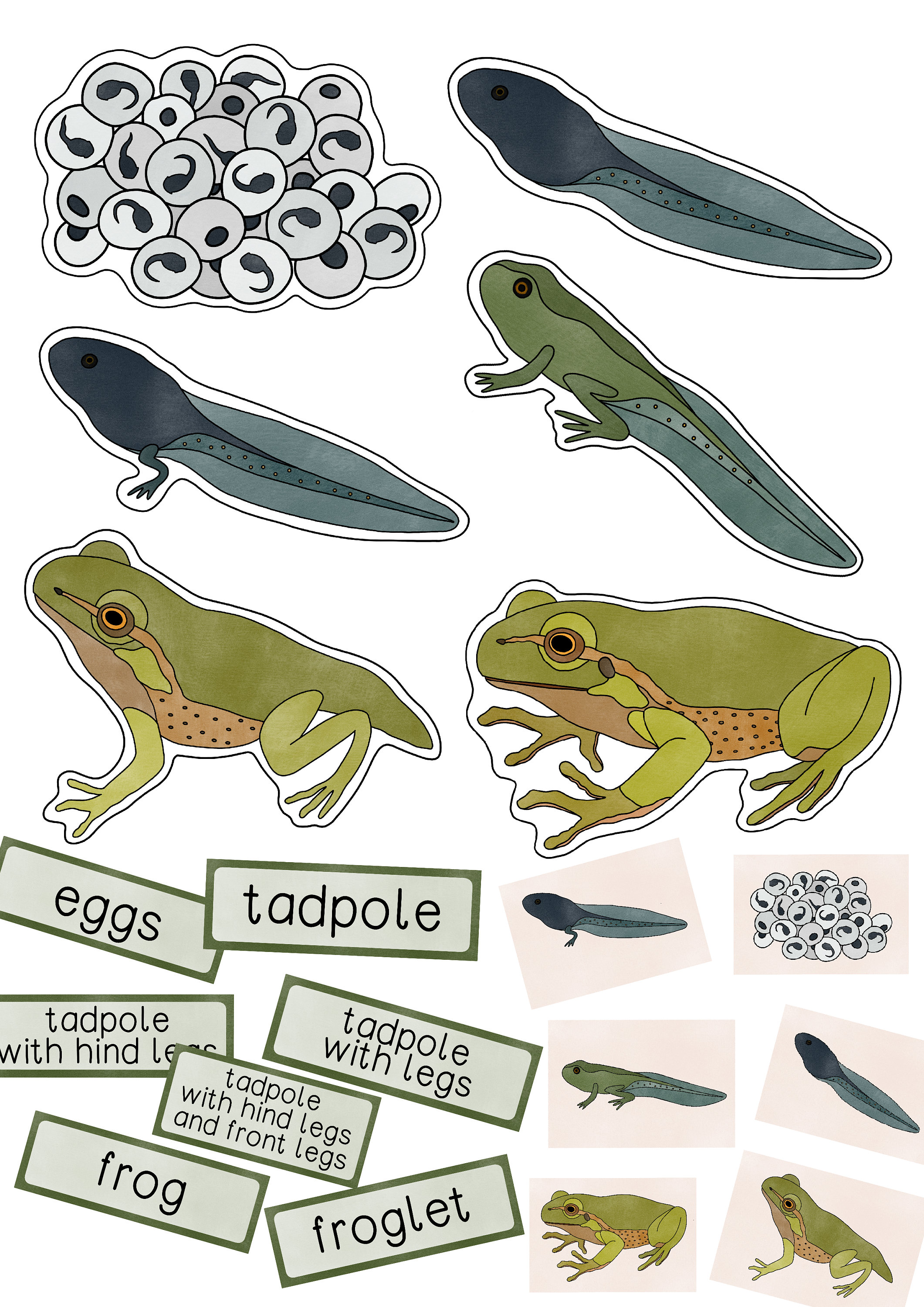 Frog Life Cycle Center Signs - Science Pond Flash Cards Spring Activity ...