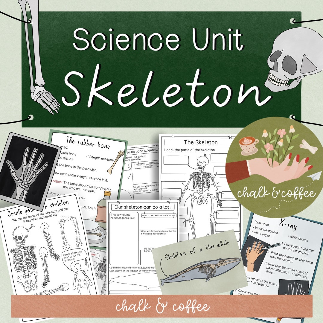 Skeleton Science Unit Worksheets, Experiments, Crafts Human Body ...