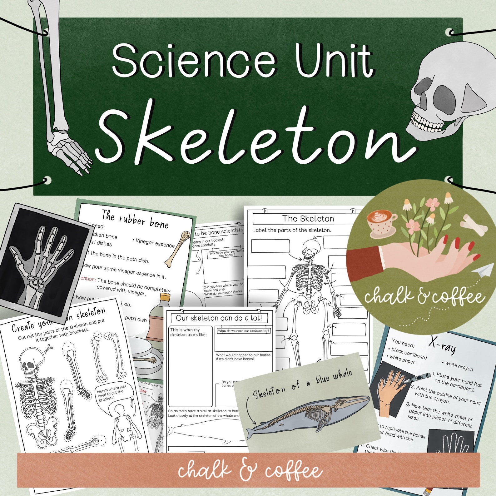 Skeleton Science Unit Worksheets, Experiments, Crafts Human Body ...