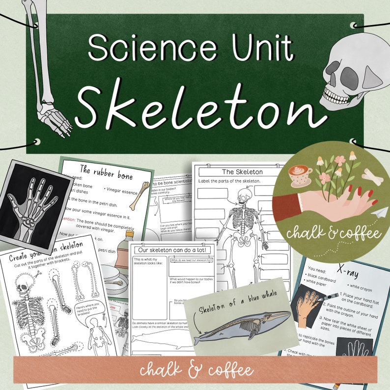 Skeleton Science Unit Worksheets, Experiments, Crafts Human Body ...