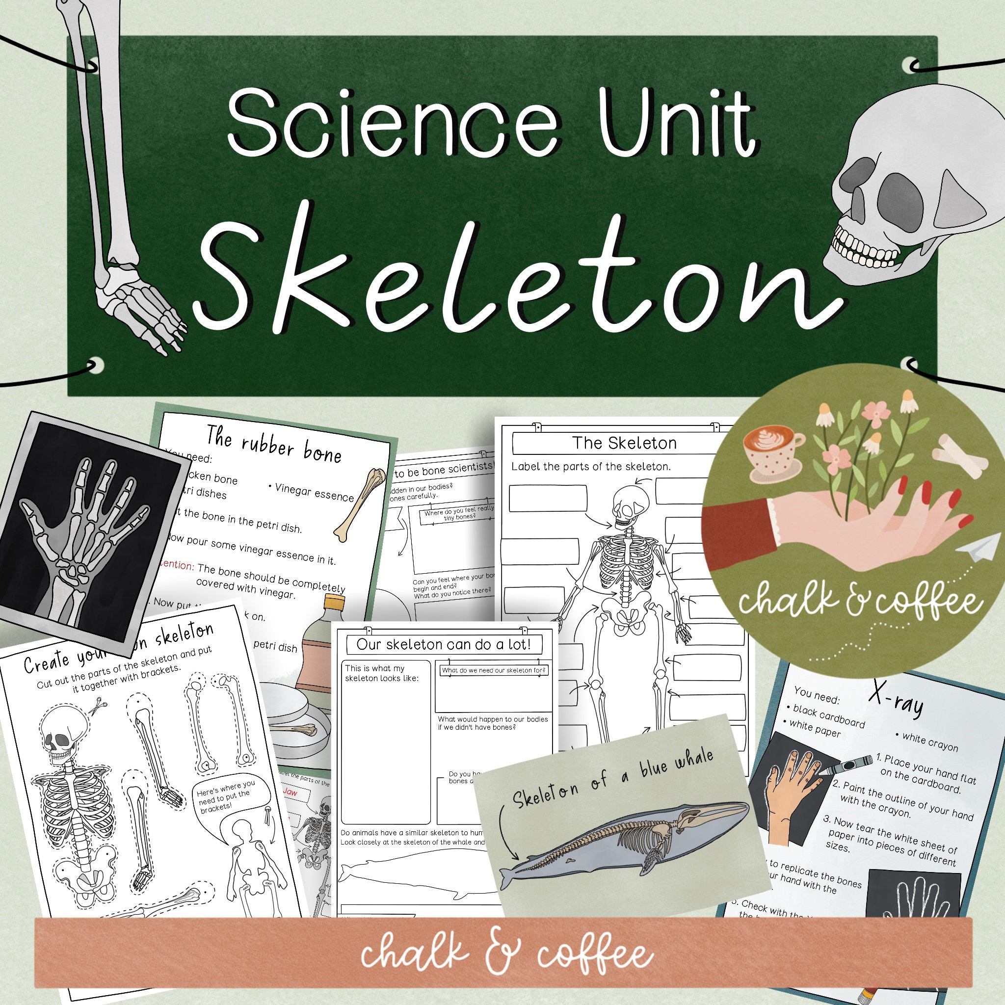 Skeleton Science Unit Worksheets, Experiments, Crafts Human Body ...