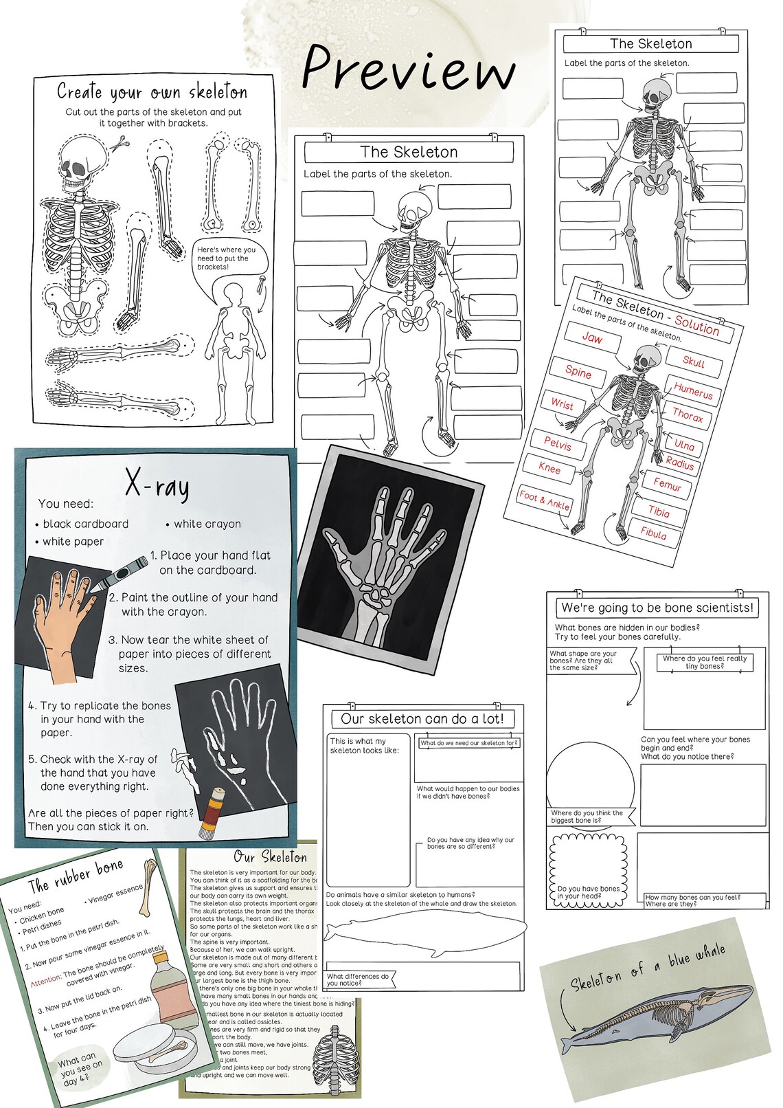 Skeleton Science Unit Worksheets, Experiments, Crafts Human Body ...