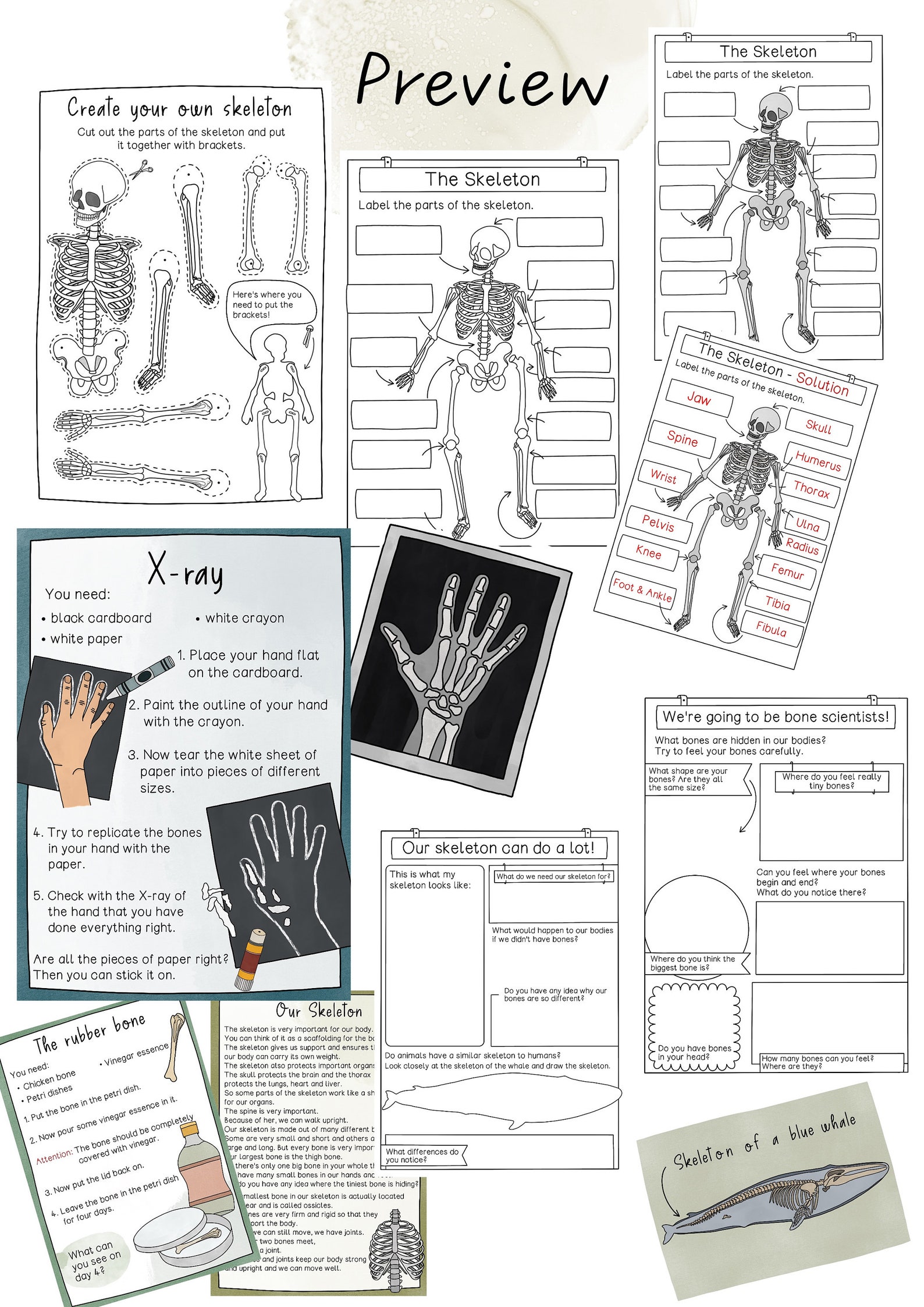 Skeleton Science Unit Worksheets, Experiments, Crafts Human Body ...
