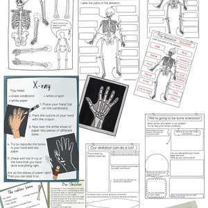 Skeleton Science Unit Worksheets, Experiments, Crafts Human Body ...
