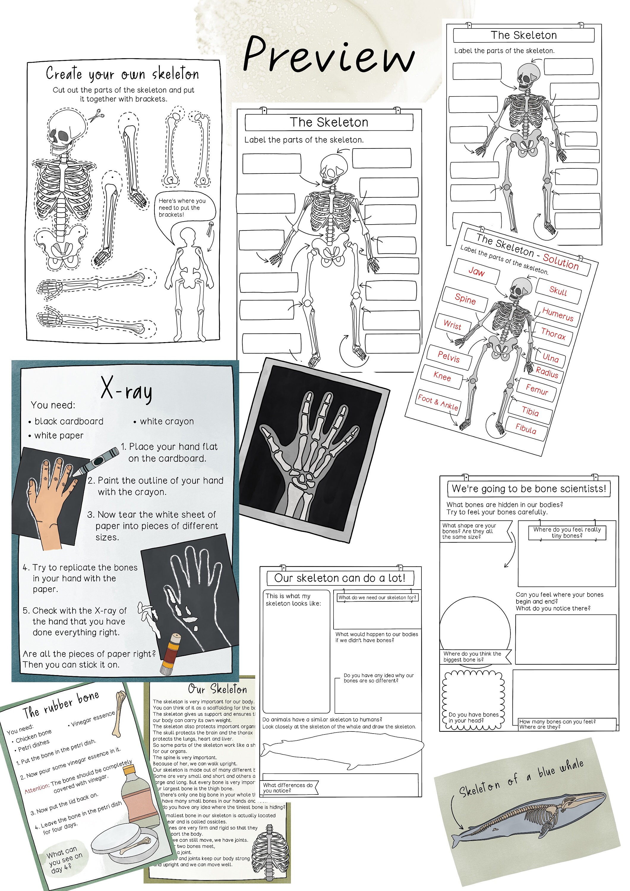 Skeleton Science Unit Worksheets, Experiments, Crafts Human Body ...