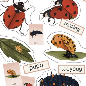 Ladybug Life Cycle Center Signs - Ladybug Science Insects Vocabulary ...