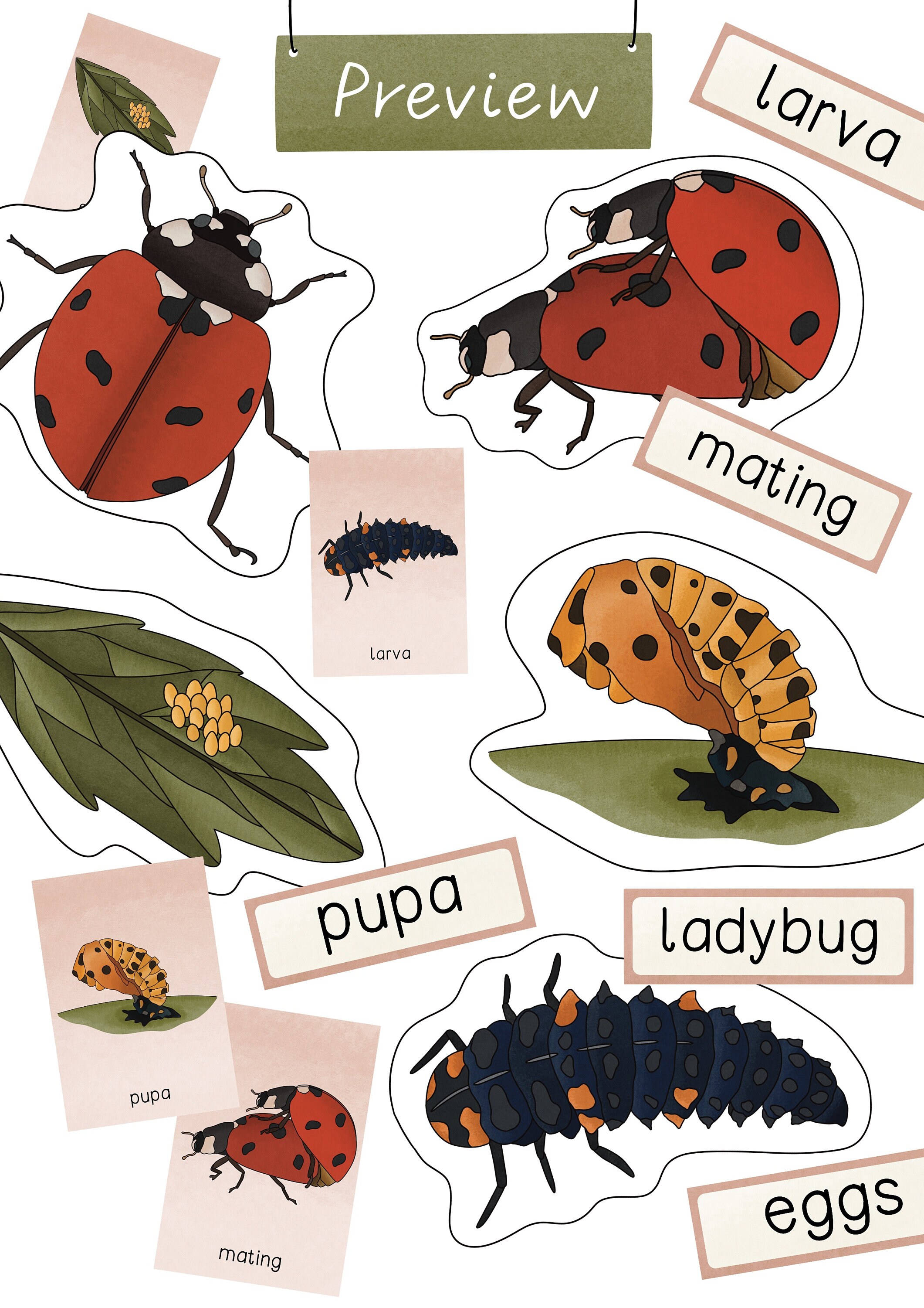 Ladybug Life Cycle Center Signs - Ladybug Science Insects Vocabulary ...