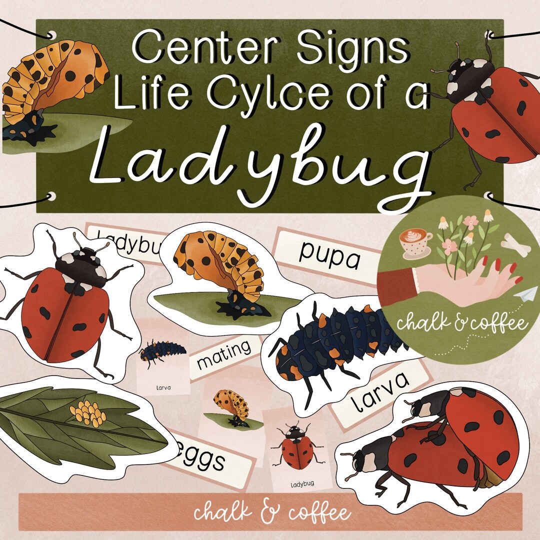 Ladybug Life Cycle Center Signs - Ladybug Science Insects Vocabulary ...