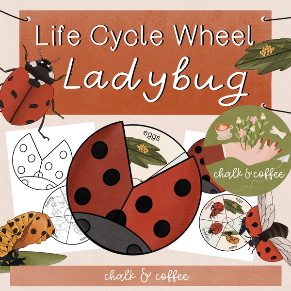 Life Cycle of a Ladybug - Etsy