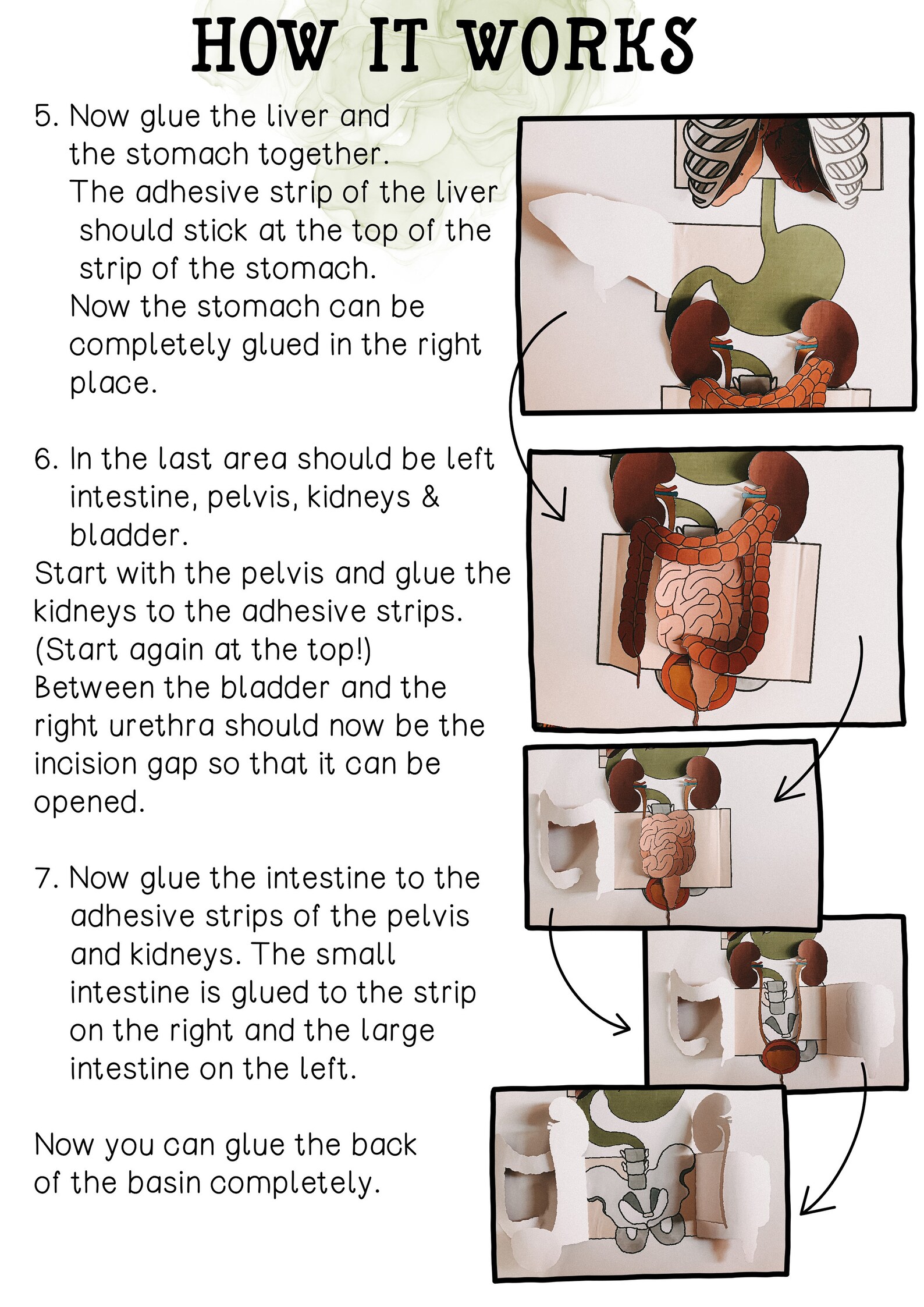 Organs Model - Lift the Flap Human Body Life Size Model - Science ...