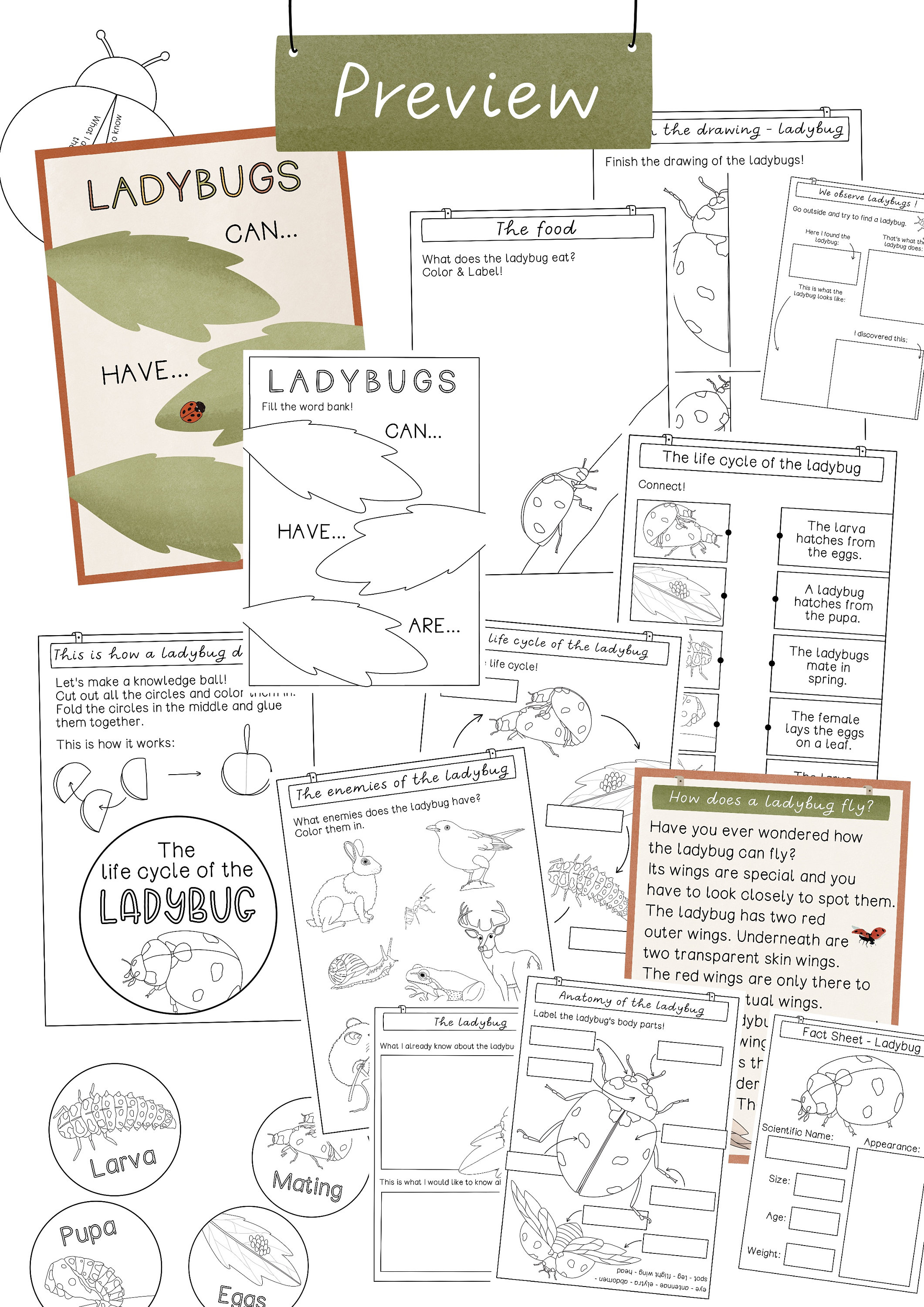Ladybug Science Unit PRINTABLE Worksheets, Crafts, Experiments, Art ...