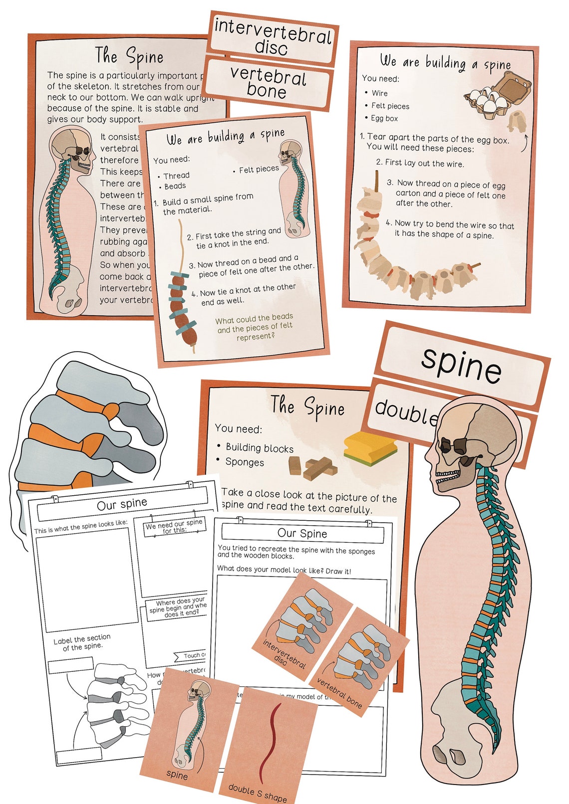 Spine Science Unit Worksheets, Experiments, Crafts Human Body Resource ...