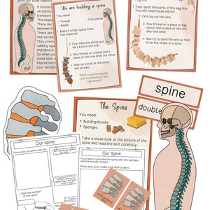 Spine Science Unit Worksheets, Experiments, Crafts Human Body Resource ...