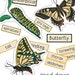 Butterfly & Caterpillar ANATOMY Center Signs Parts of a Butterfly ...