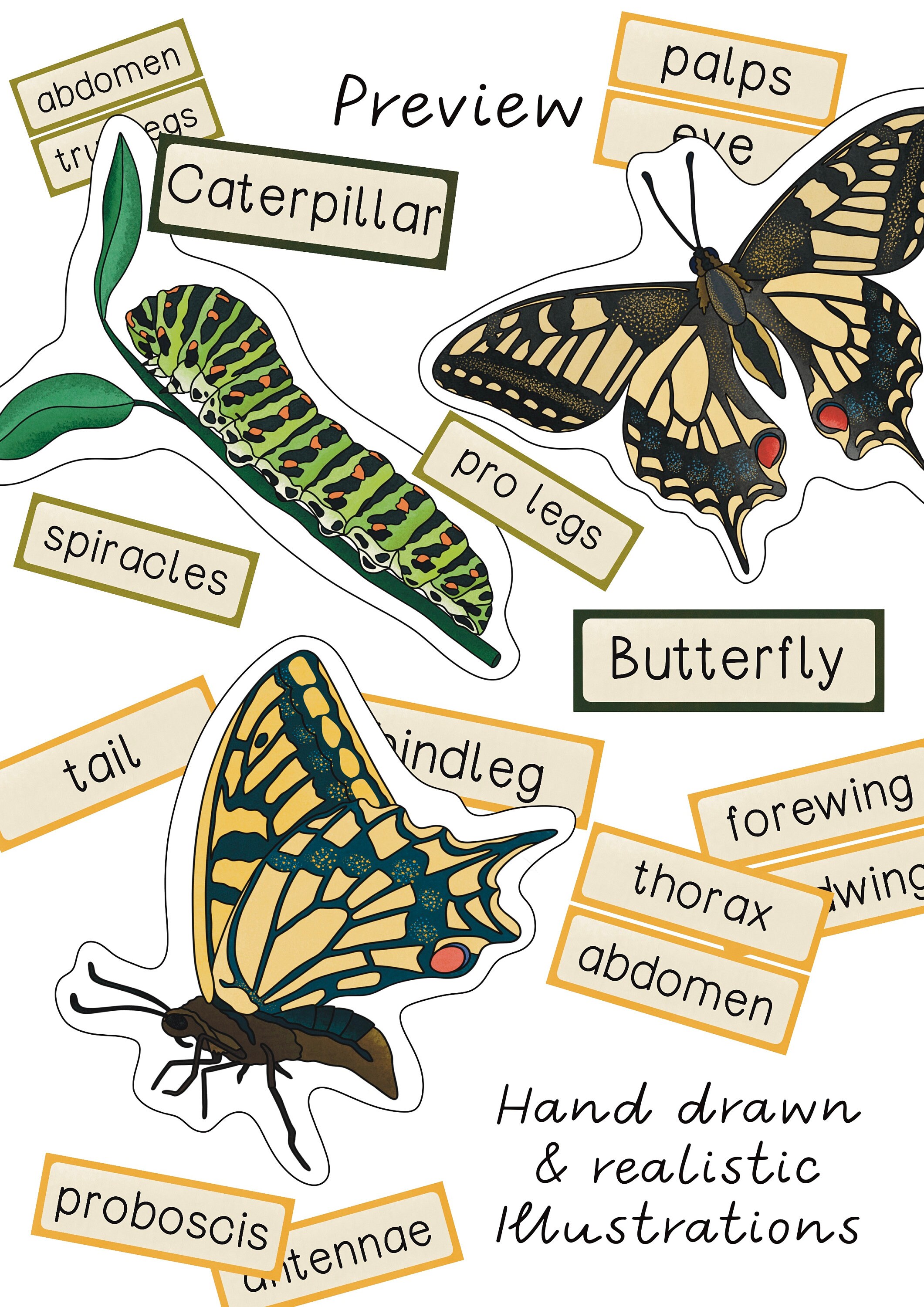 Butterfly & Caterpillar ANATOMY - Center Signs - Parts of a Butterfly ...
