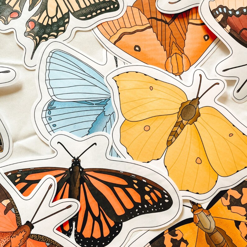 Butterfly Center Signs Types of Butterflies Science Insects Vocabulary ...