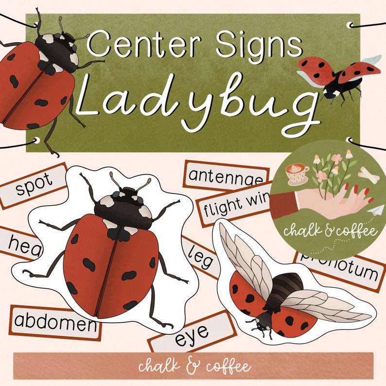 Ladybug Center Signs Anatomy of Ladybug Science Insects Vocabulary ...
