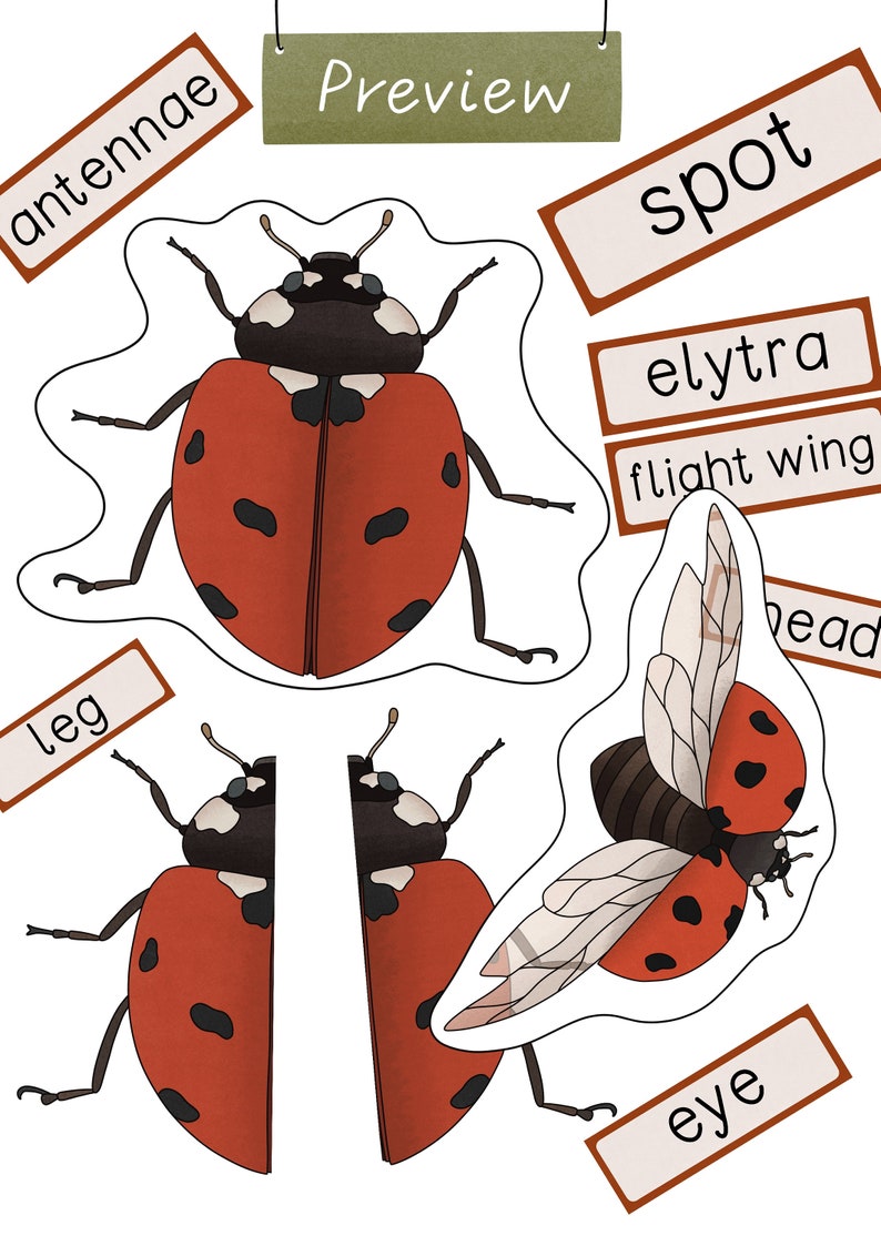 Ladybug Center Signs Anatomy of Ladybug Science Insects Vocabulary ...
