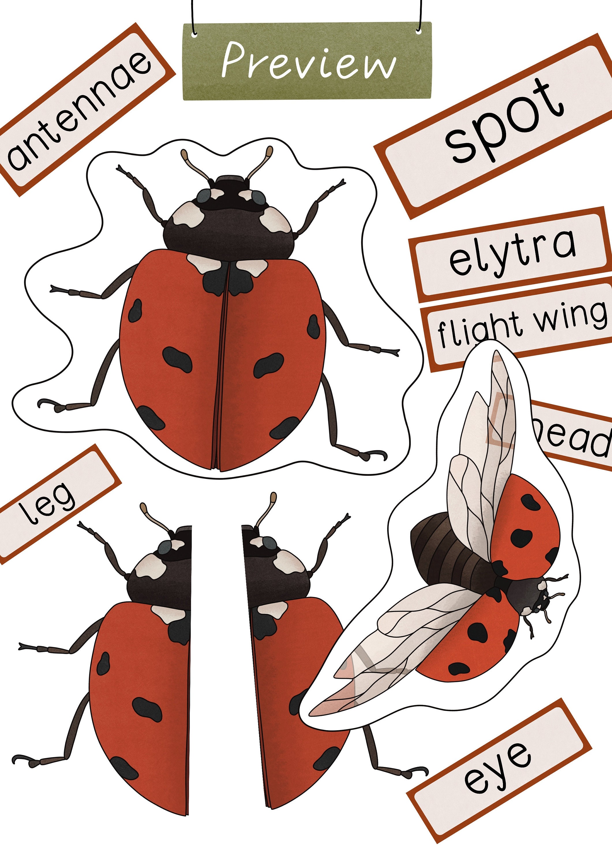 Ladybug Center Signs Anatomy of Ladybug Science Insects Vocabulary ...
