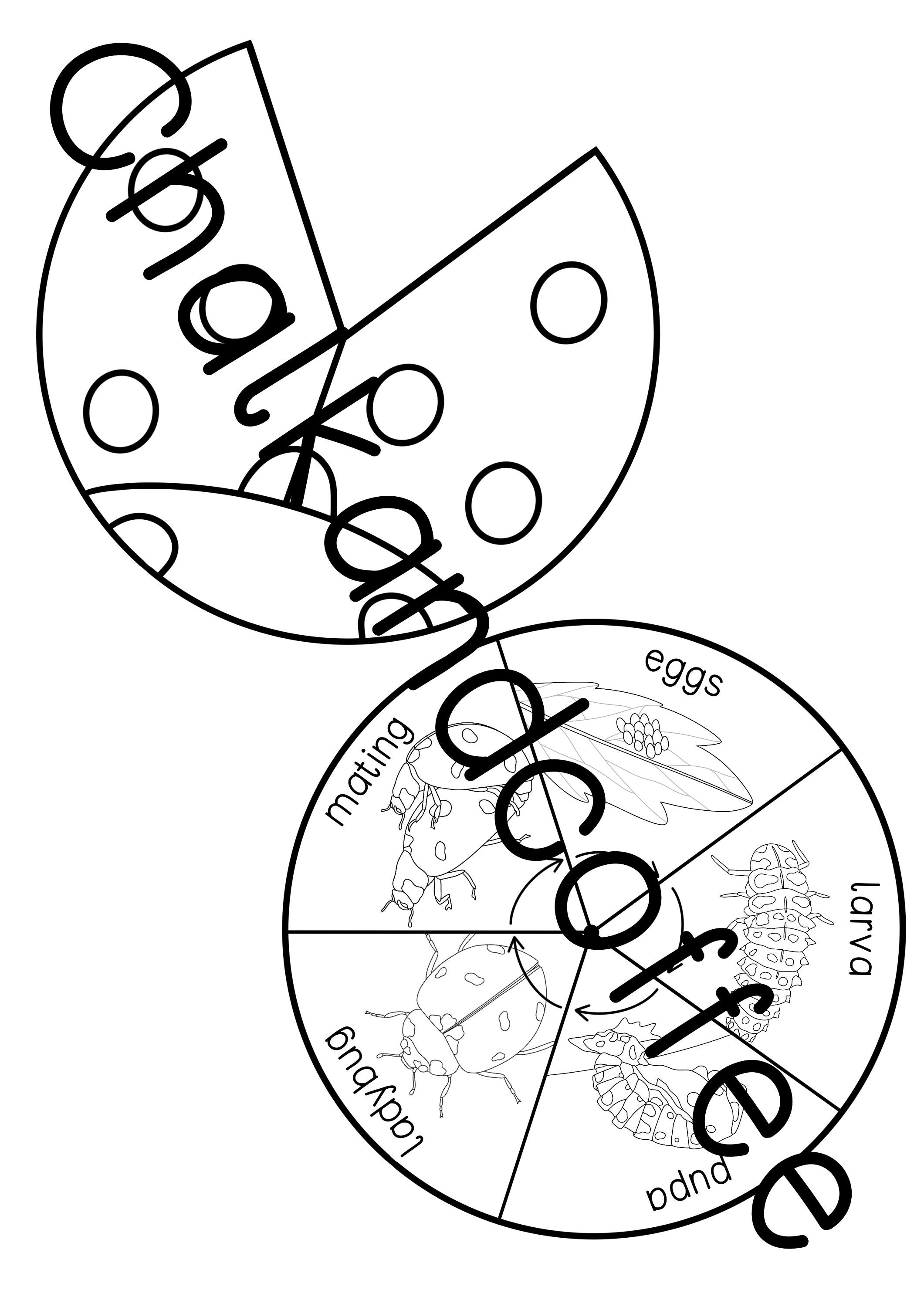 Ladybug Wheel Printable Life Cycle of Ladybug Preschool Craft ...