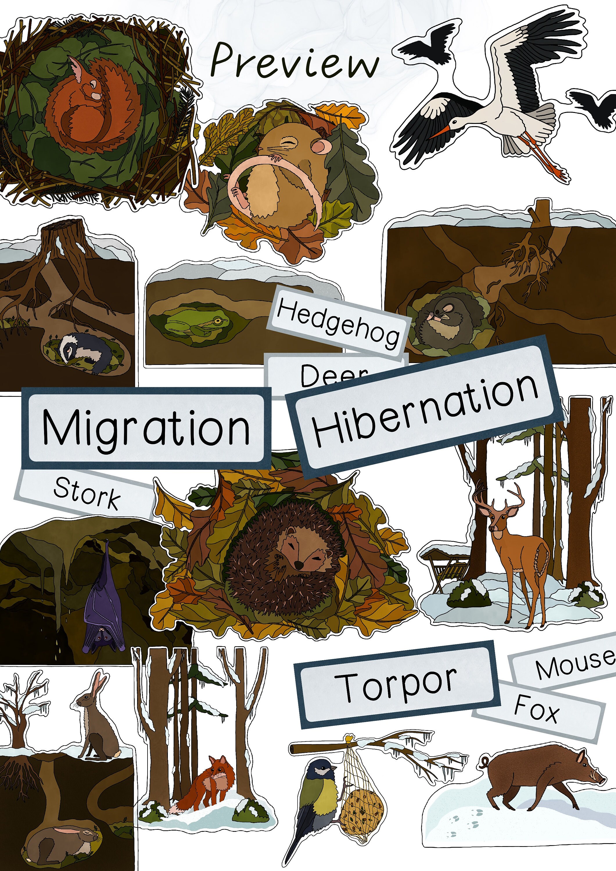 Hibernation Center Signs Animals in Winter - Migration & Adaption Flash ...