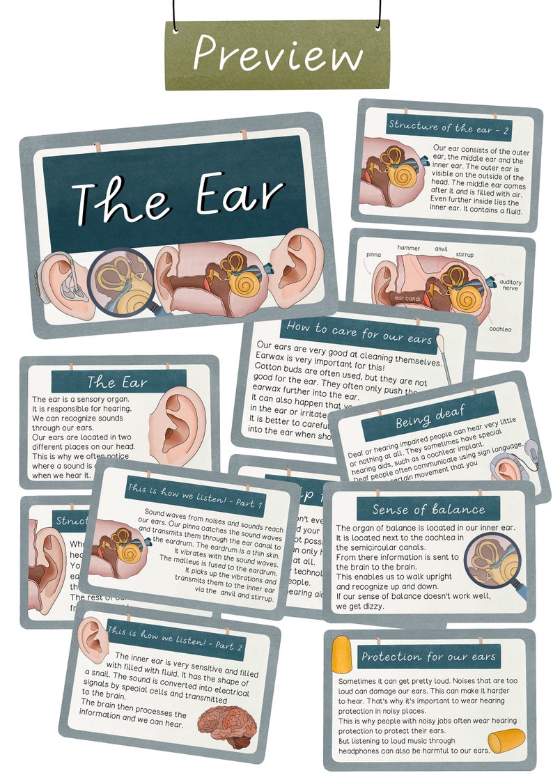 Ear Reading Cards PRINTABLE Info Knowledge-cards Hearing Senses Human ...