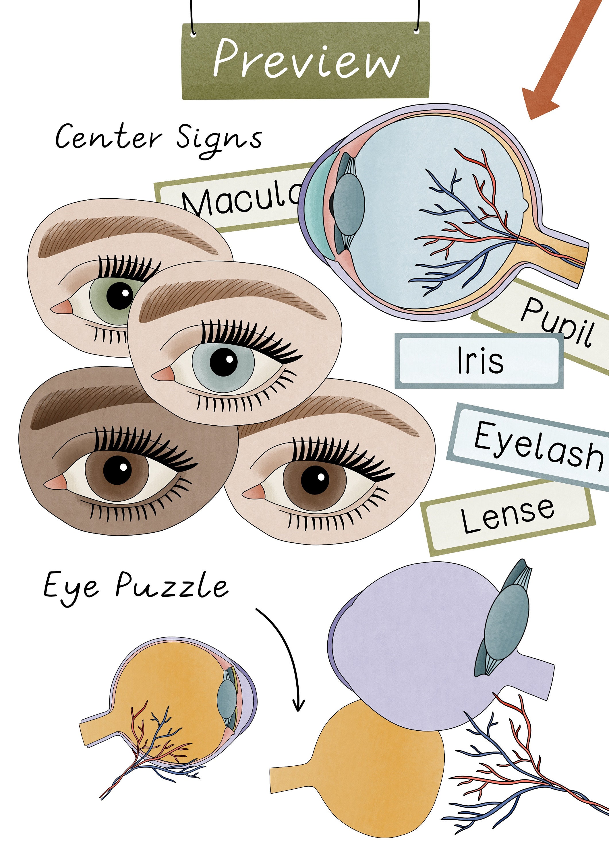 Parts of the Eye Center Signs - Human Body Study Puzzle and Flash Cards ...