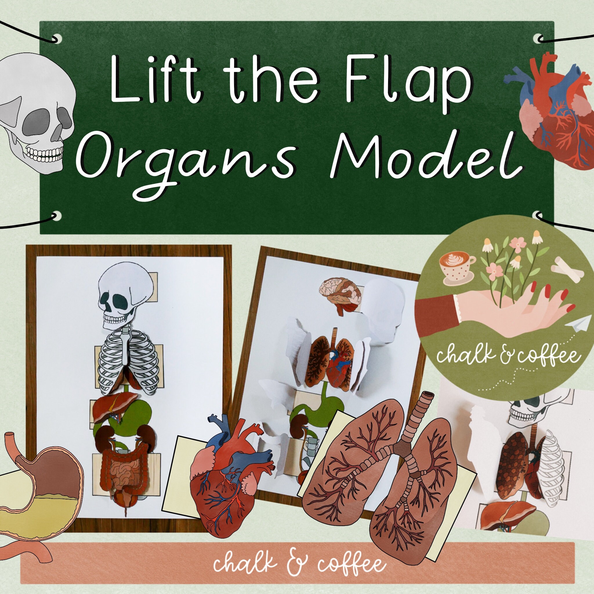 Organs Model - Lift the Flap Human Body Life Size Model - Science ...