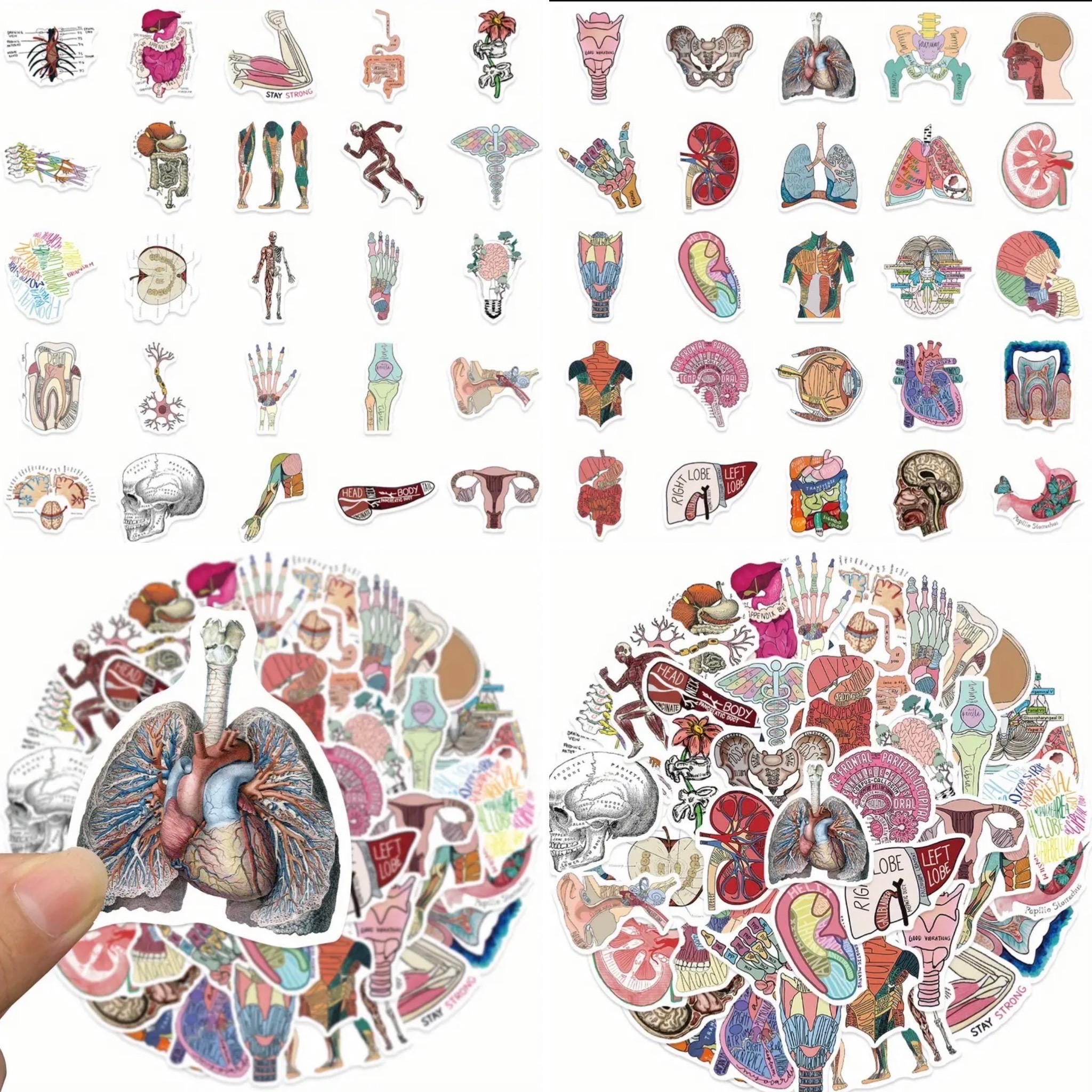 Anatomy Sticker Set 50 Unique Body Part Illustrations Medical and ...