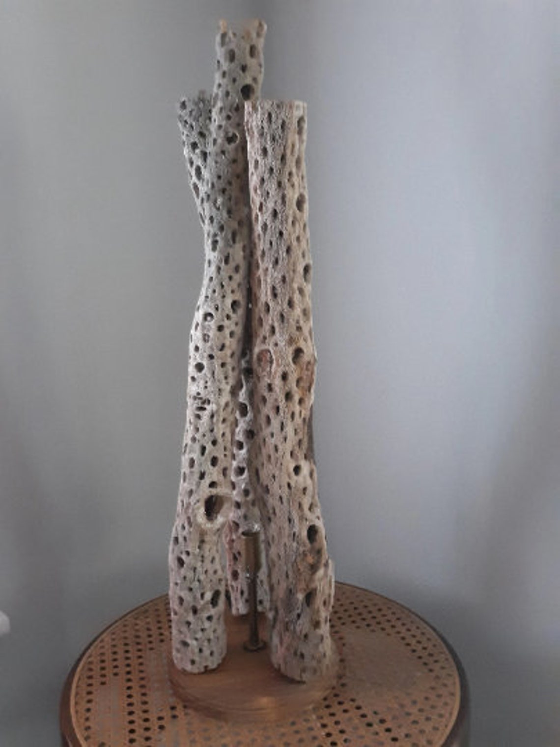Cactus Skeleton Cholla Wood Lamp - Etsy